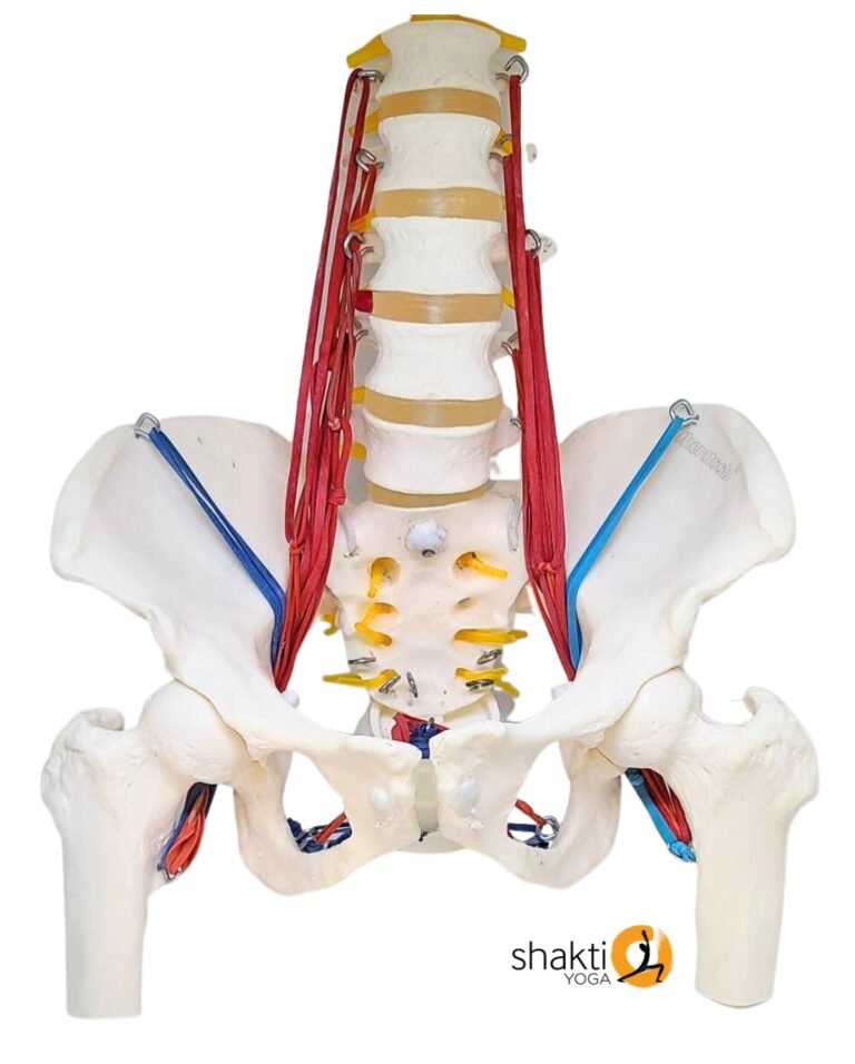 The Psoas, Sitting, and Stress Connection – Shakti Yoga Method