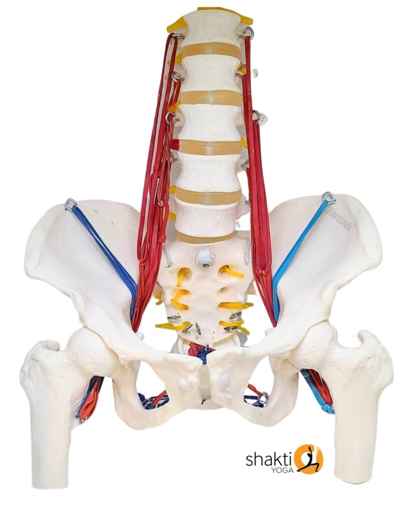 The Psoas, Sitting, and Stress Connection – Shakti Yoga Method