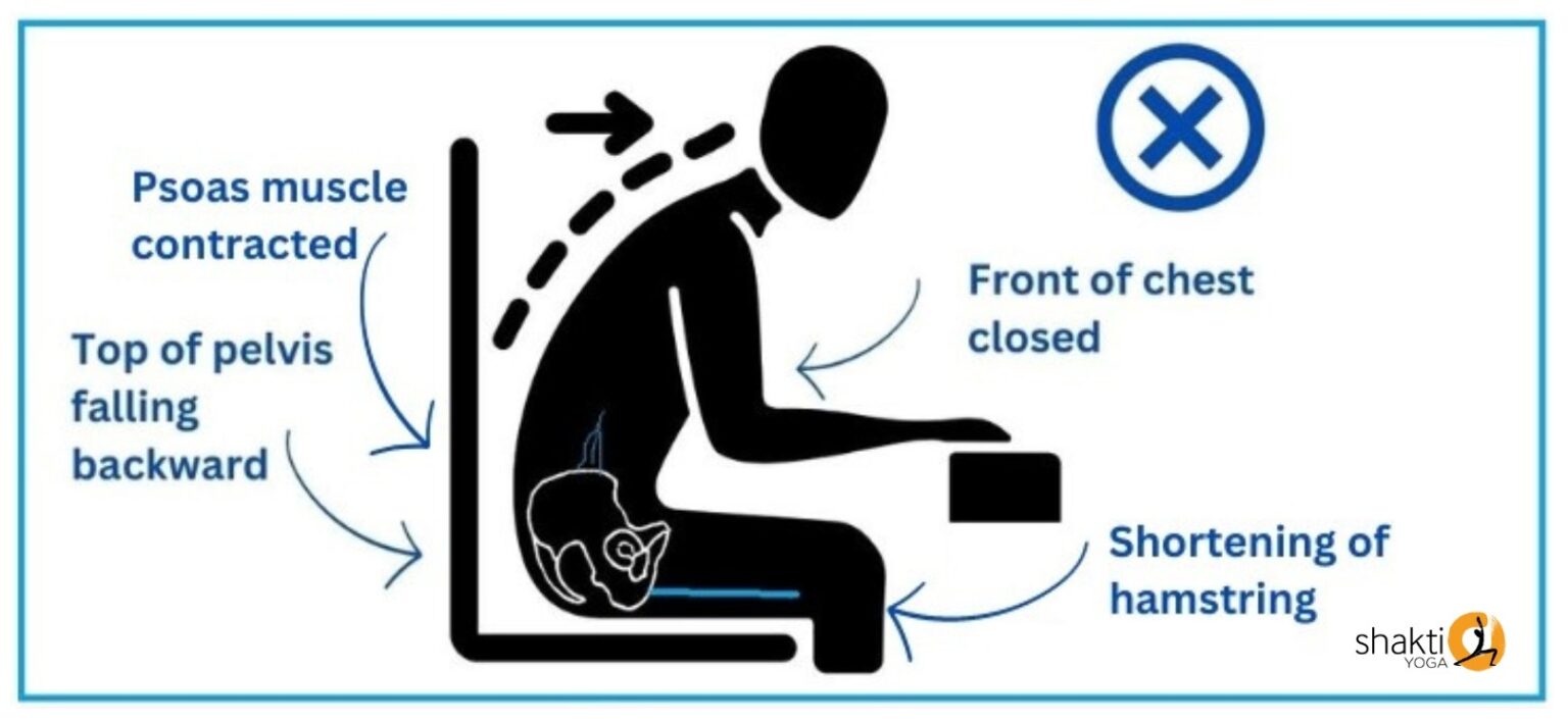 The Psoas, Sitting, and Stress Connection – Shakti Yoga Method
